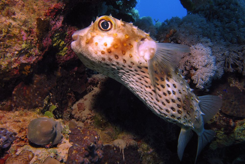 Igelfisch Foto & Bild | tiere, wildlife, fische Bilder auf fotocommunity