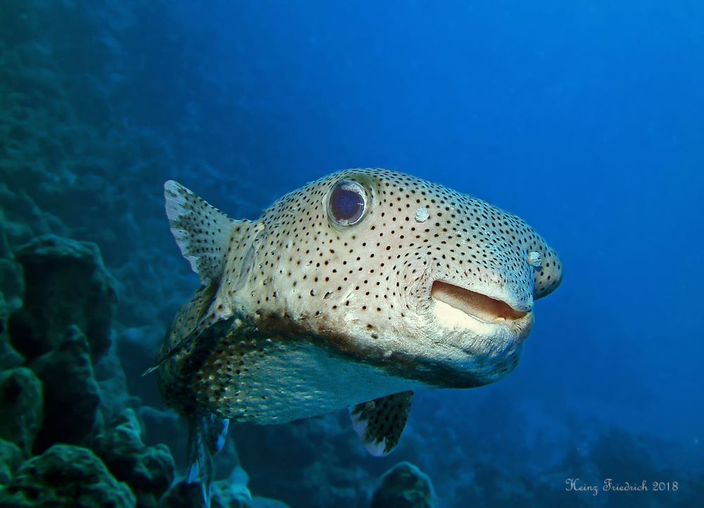 Igelfisch Foto & Bild | tiere, unterwasser, uw-salzwasser Bilder auf ...