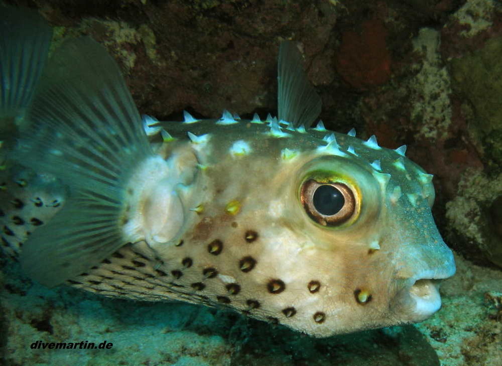Igelfisch... Foto & Bild | unterwasser, natur-kreativ ...