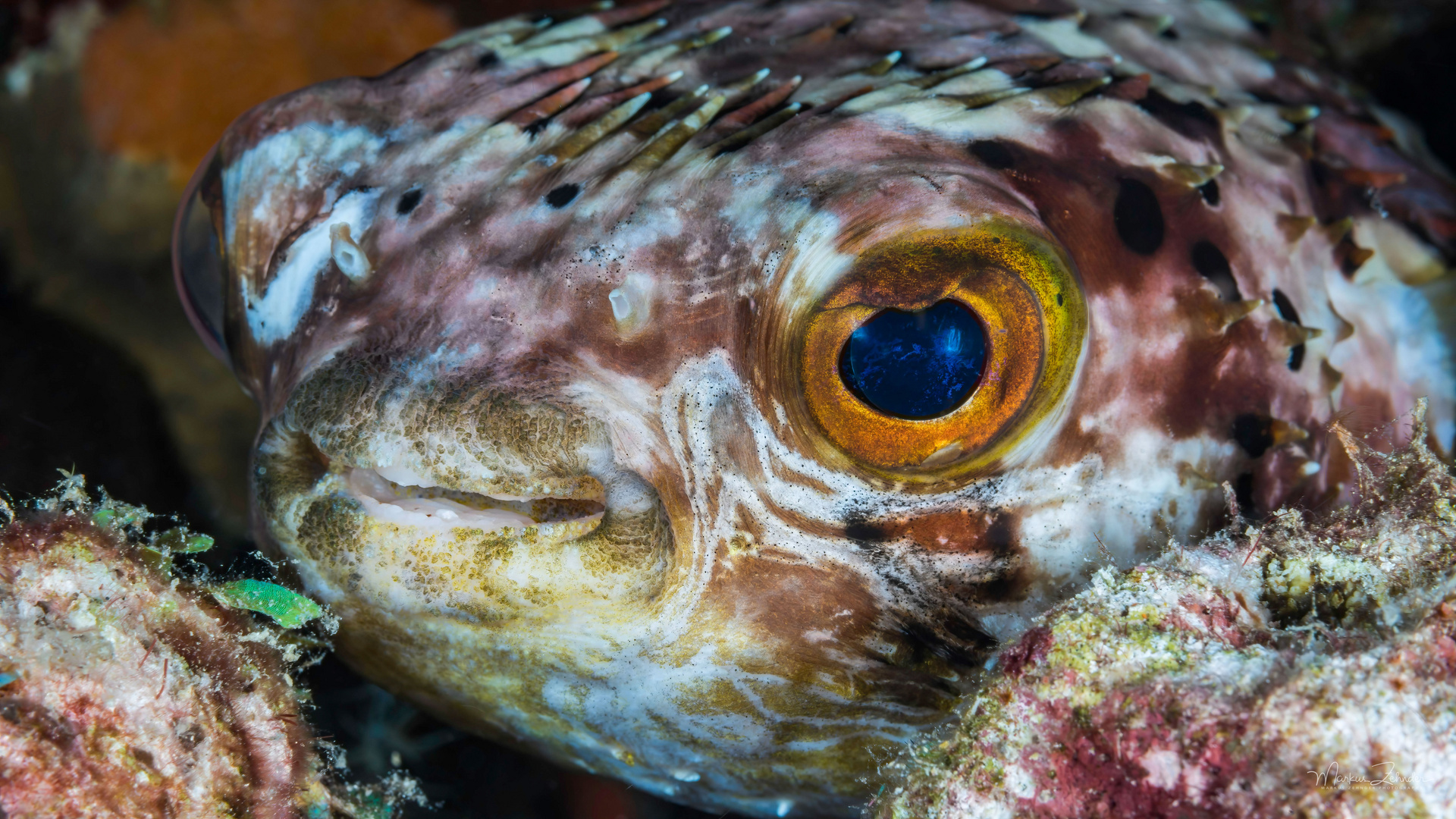 Igelfisch Foto & Bild | north america, central america, caribbean sea ...