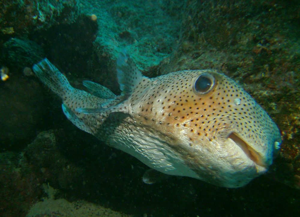 Igelfisch Foto & Bild | unterwasser, natur-kreativ, aufnahmetechniken ...