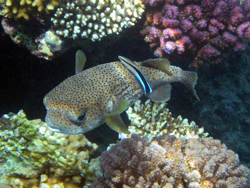 Igelfisch im Wellness-Bereich Foto & Bild | unterwasser, uw-salzwasser ...