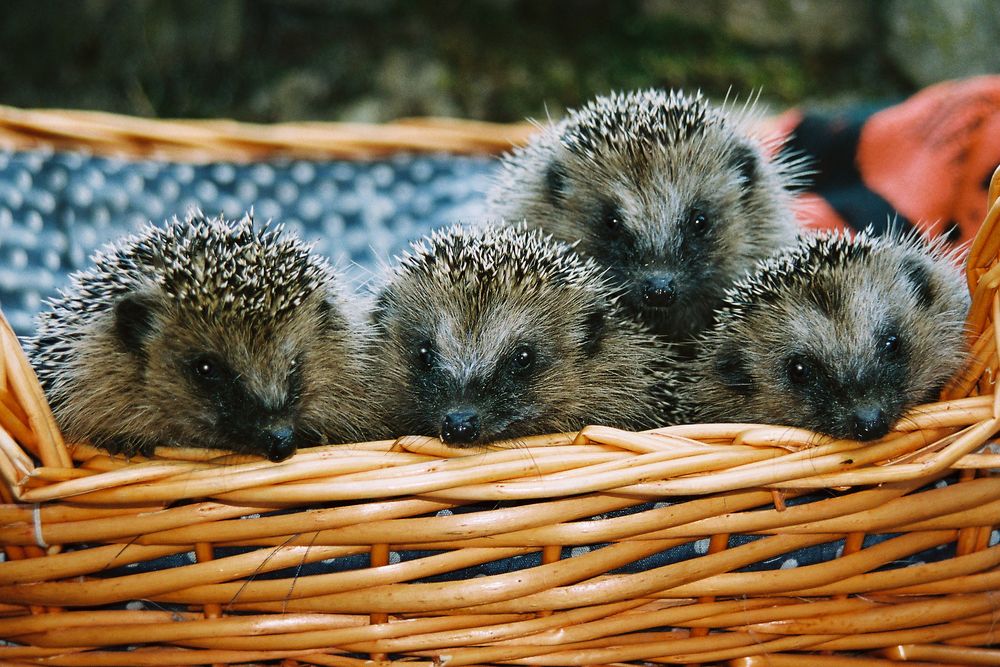 Igelkinder Foto & Bild | tiere, tierkinder, igel Bilder auf fotocommunity