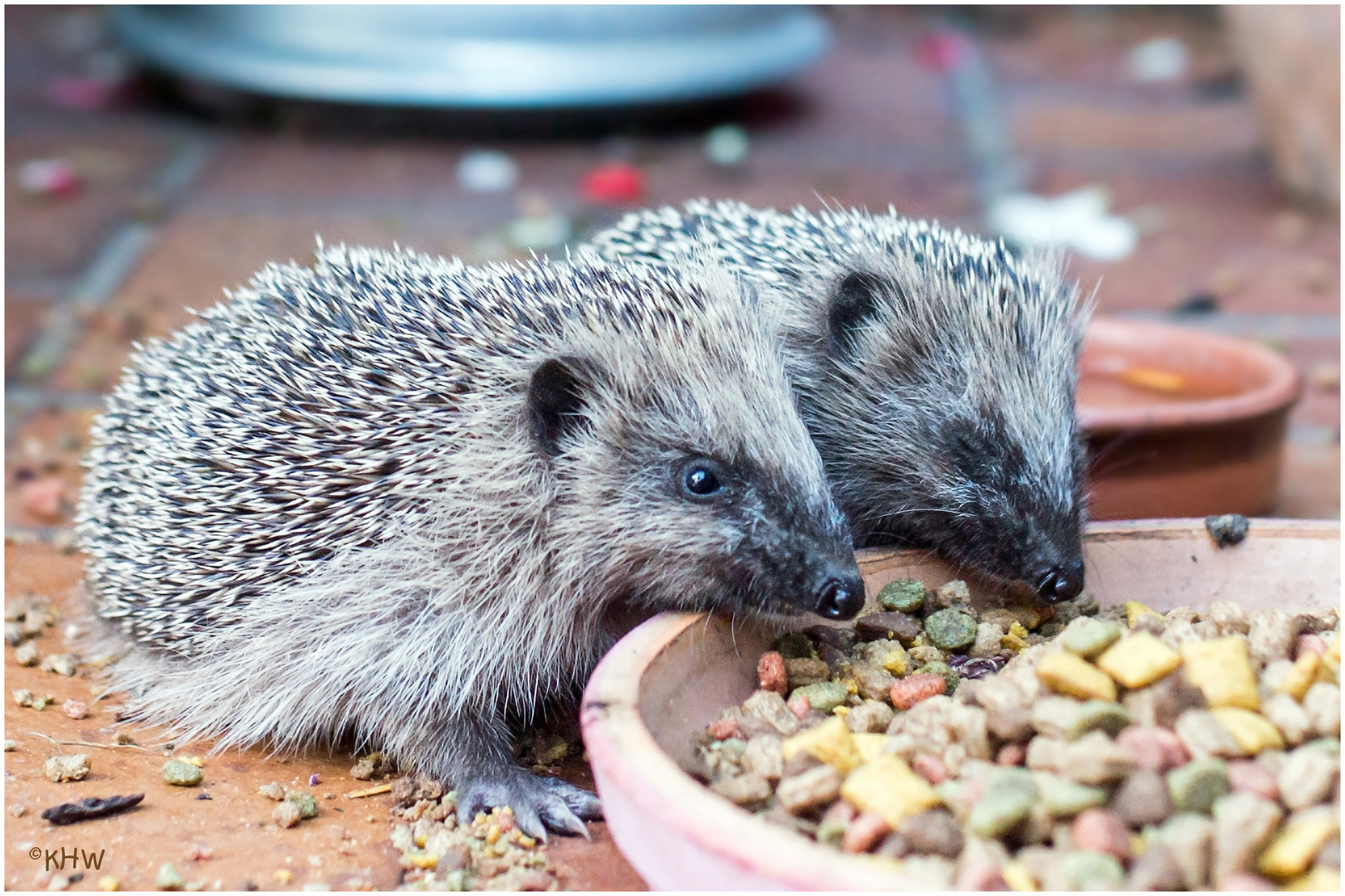 Igelkinder Foto & Bild | tiere, wildlife, wildlife: sonstige tiere ...