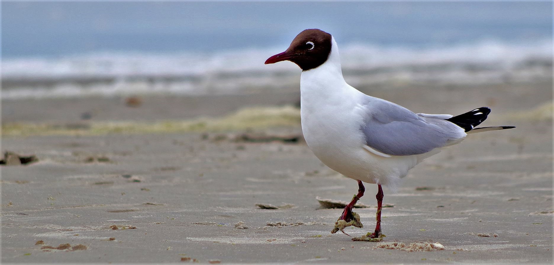 igitt !!! Foto & Bild | deutschland, europe, schleswig- holstein Bilder ...
