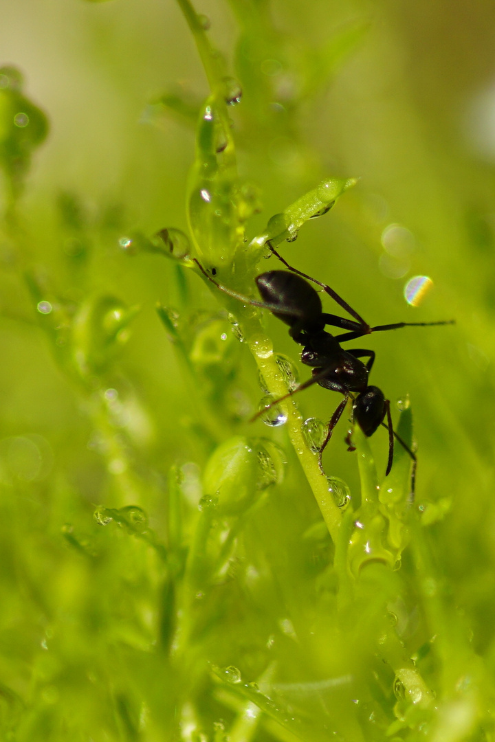 Igitt Foto & Bild | tropfen, moos, regentropfen Bilder auf fotocommunity