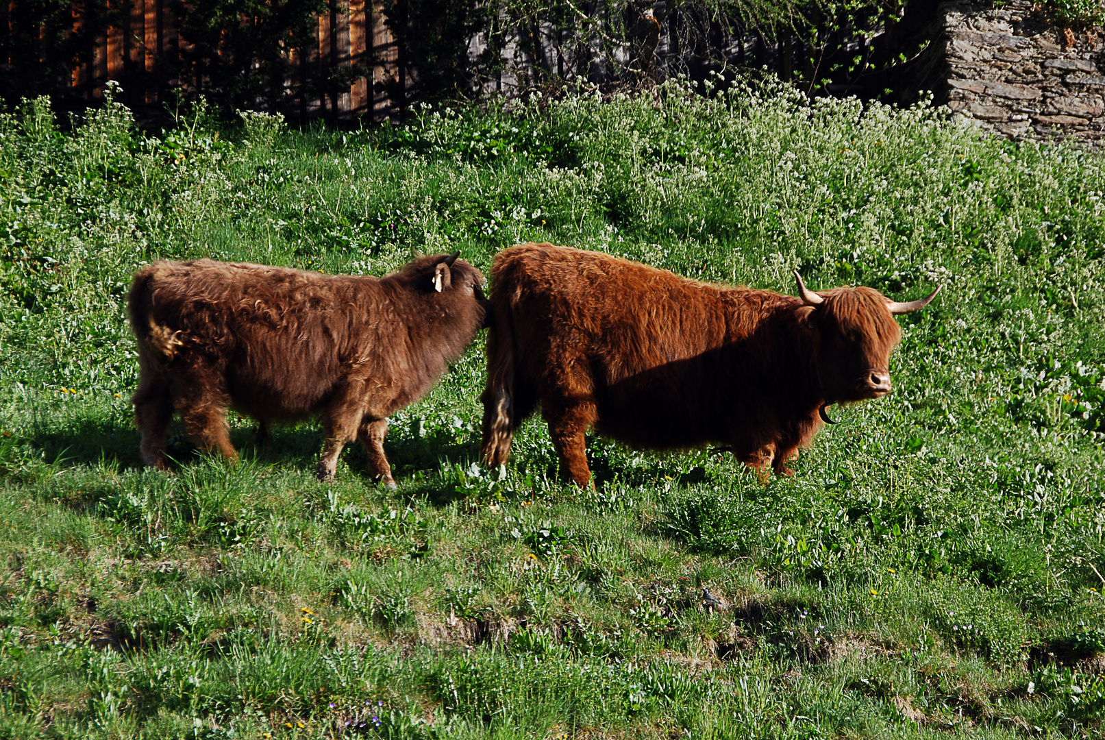 Igitt, du stinkst! Foto & Bild | tiere, haustiere, nutztiere Bilder auf ...