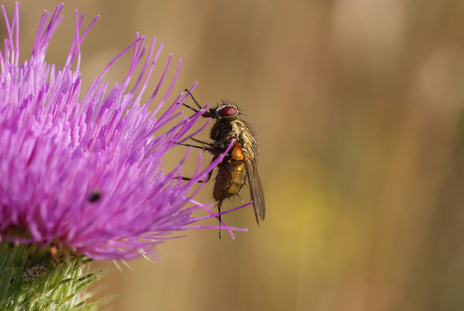 Igitt, Haare auf dem Rücken! :-)) Foto & Bild | tiere, wildlife ...