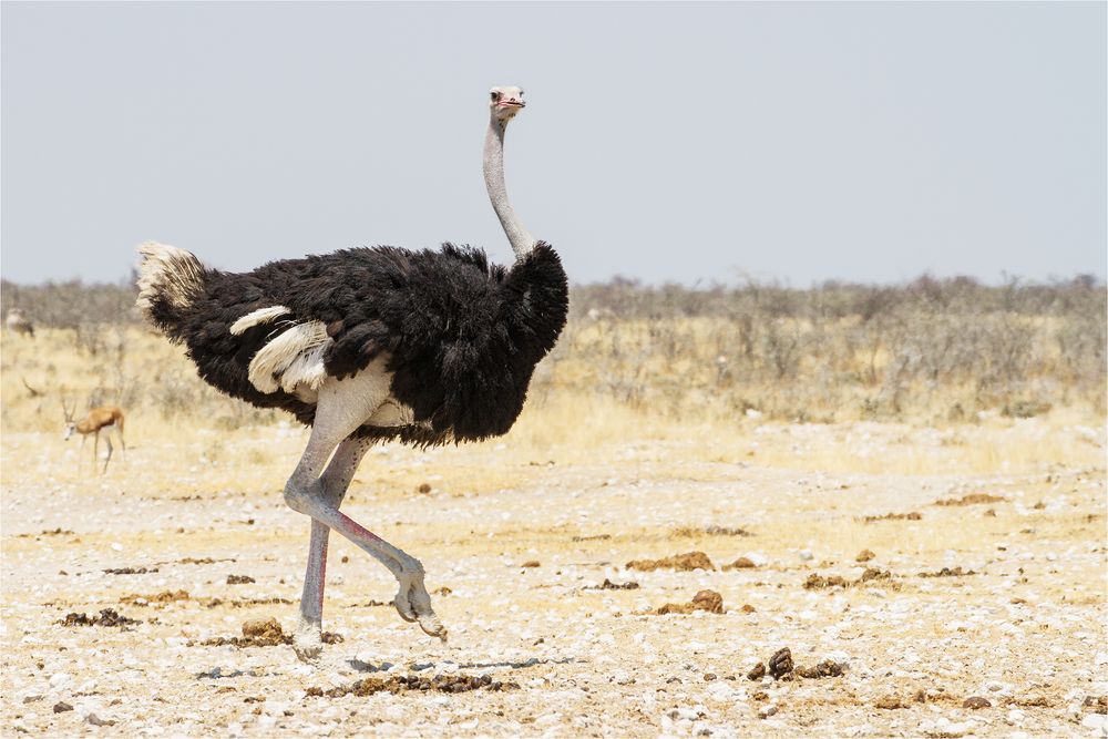 Igitt, igitt .... Foto & Bild | tiere, wildlife, wild lebende vögel ...