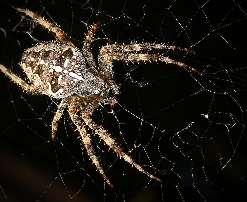 igitt igitt Foto & Bild | tiere, natur Bilder auf fotocommunity