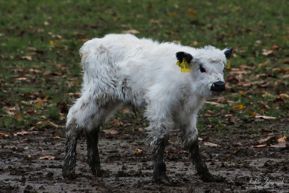 Igitt ist das ein Wetter Foto & Bild | tiere, bulle, tierkinder Bilder ...