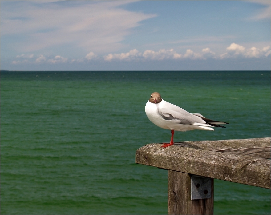 Igitt, schimpfte Emma... Foto & Bild | tiere, wildlife, wild lebende ...