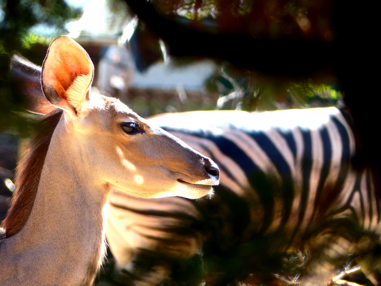 " Igitt, was für Streifen" Foto & Bild | tiere, zoo, wildpark ...