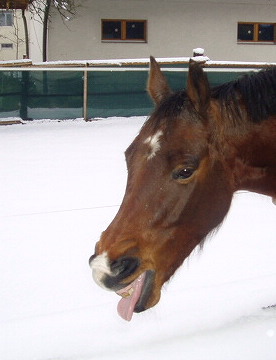 Igitt, was war denn das??! Foto & Bild | tiere, haustiere, pferde, esel ...