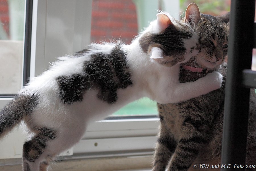 IGITT....schon wieder Küssen - Bild & Foto von M.Epping aus 03 März-Ein ...