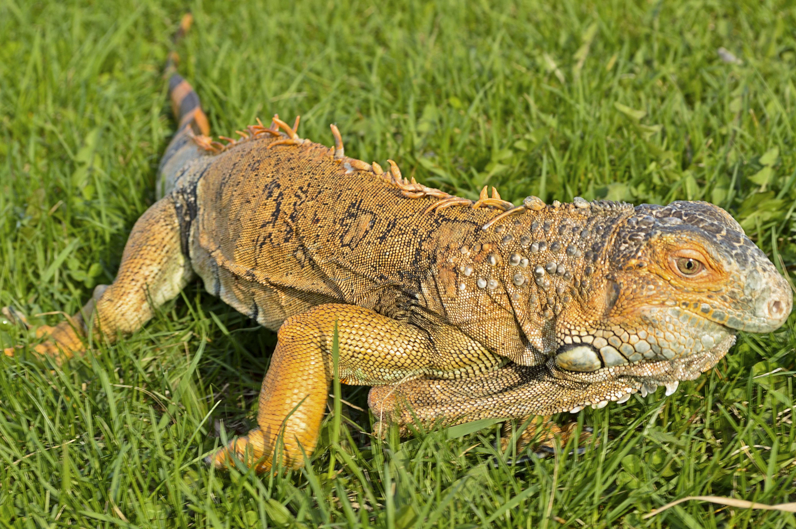 Iguane photo et image | animaux, animaux domestiques, autres Images ...