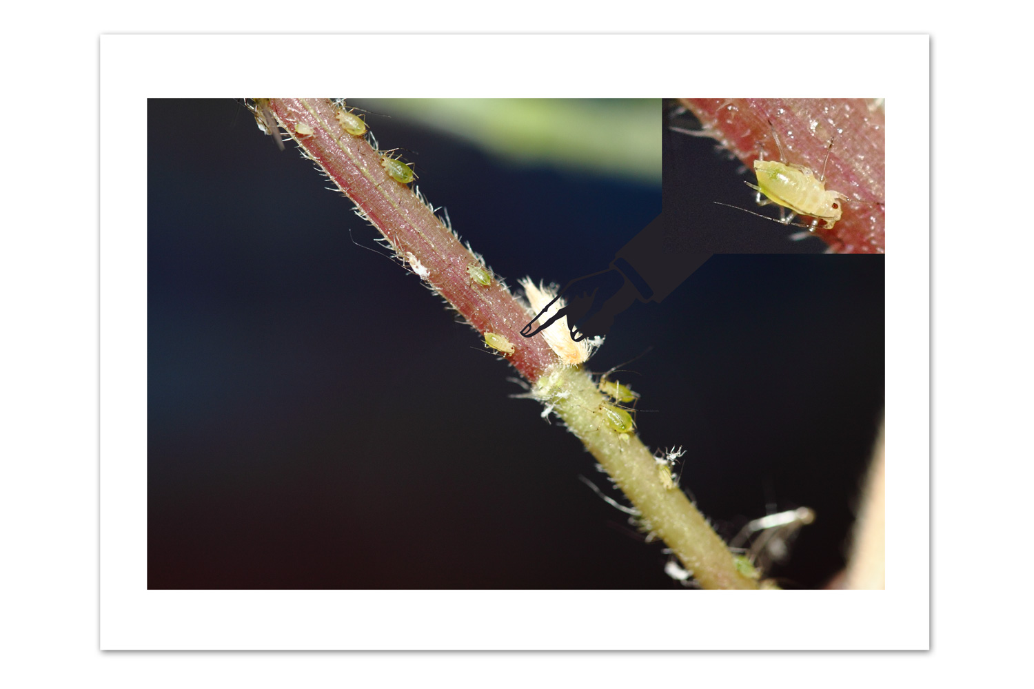 Ihhh, so sehen die aus? Foto & Bild | tiere, wildlife, insekten Bilder ...