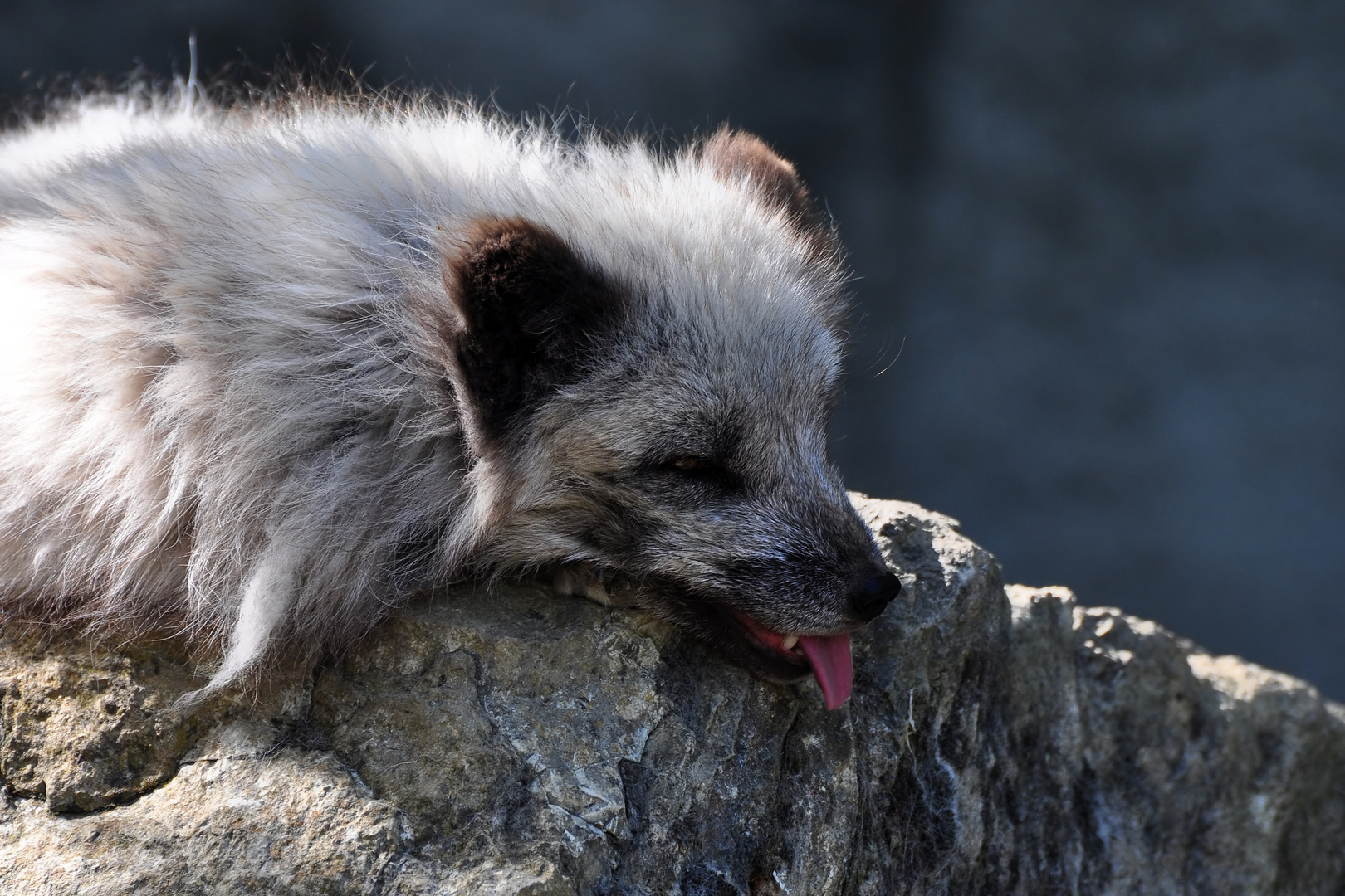 Ihm war es zu warm Foto & Bild | tiere, zoo, wildpark & falknerei ...