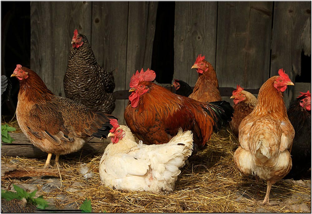 Ihre Hühner waren............ Foto & Bild | tiere, zoo, wildpark ...