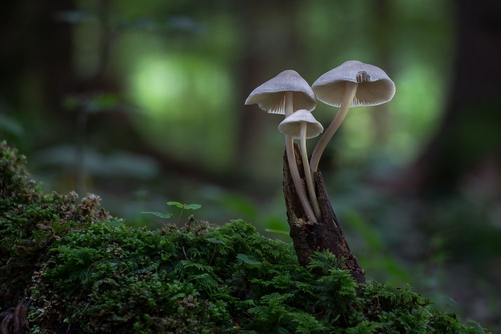 IiI Foto & Bild | pilze, rüblinge Bilder auf fotocommunity