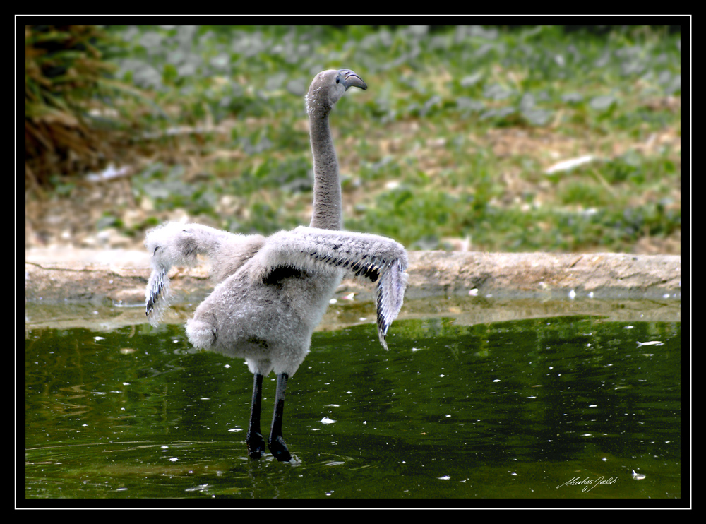 Iiiiih....nasse Füsse !!!! Foto & Bild | tiere, zoo, wildpark ...