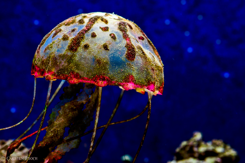 Iiiiiiiiiiih eine Qualle Foto & Bild | tiere, zoo, wildpark & falknerei ...