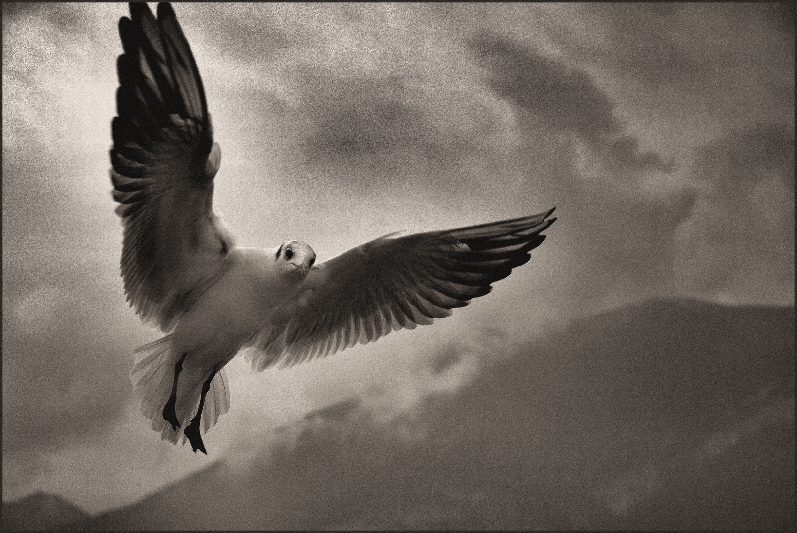 -ikarus- Foto & Bild | tiere, wildlife, wild lebende vögel Bilder auf ...