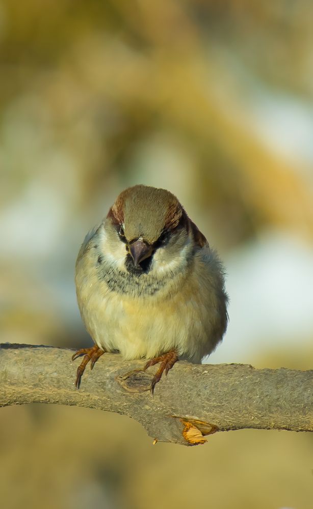 Il brontolone Foto % Immagini| animali, uccelli allo stato libero ...