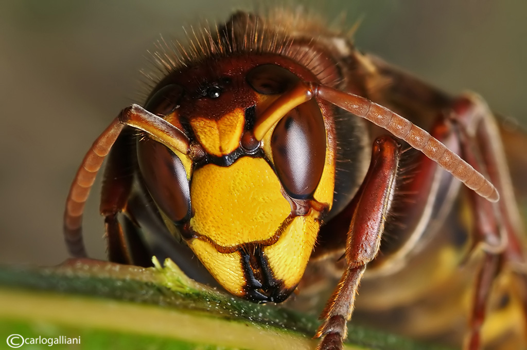 Il calabrone Foto % Immagini| macro e close up, macro di insetti ...