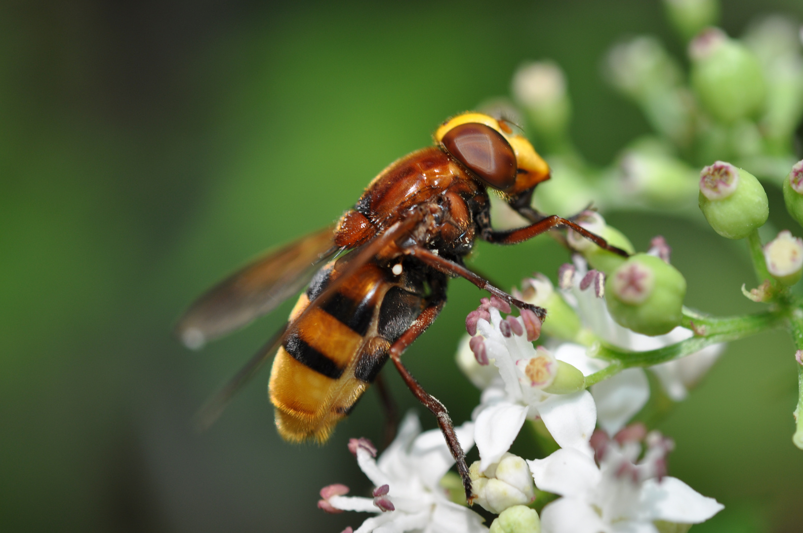 il calabrone Foto % Immagini| macro e close up, macro di insetti ...