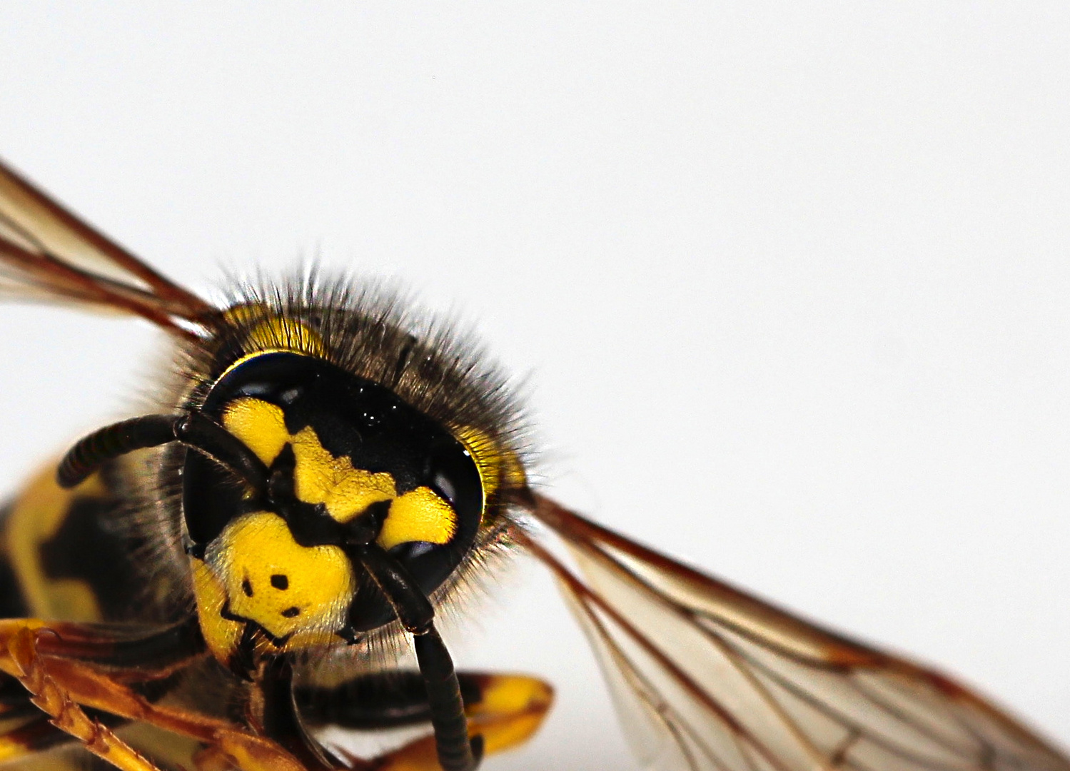 Il Calabrone Foto % Immagini| macro e close up, macro di insetti, macro ...