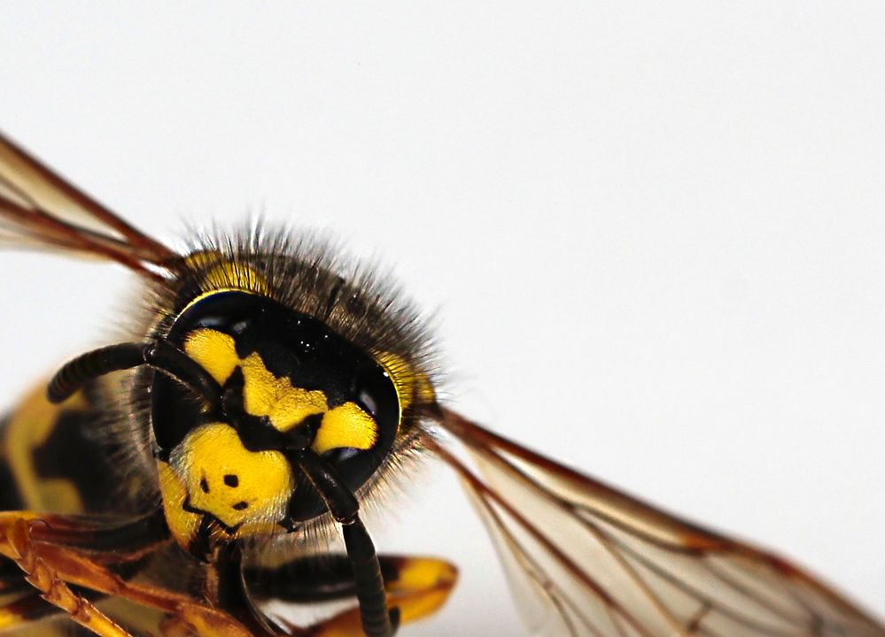 Il Calabrone Foto % Immagini| macro e close up, macro di insetti, macro ...