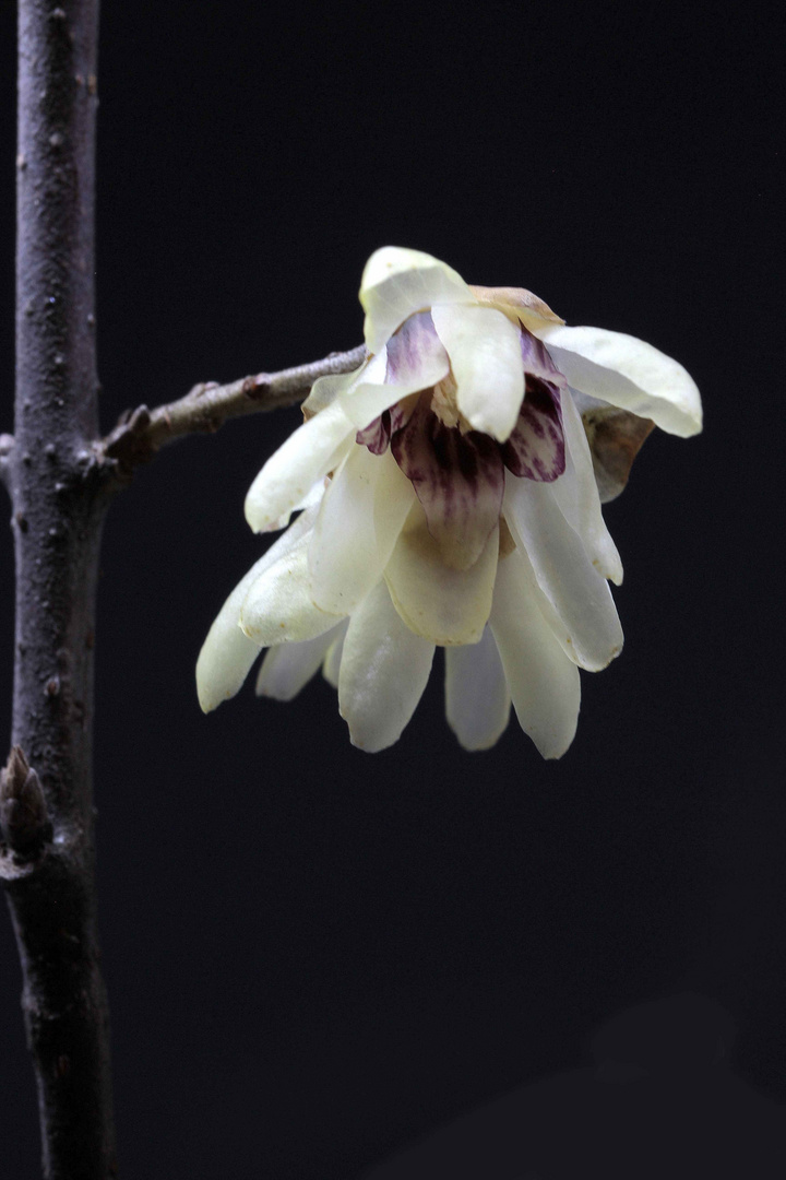 Il Calicanto Foto % Immagini| macro e close up, macro fiori e piante ...
