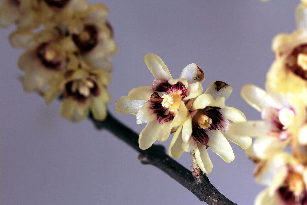 Il Calicanto Foto % Immagini| macro e close up, macro fiori e piante ...