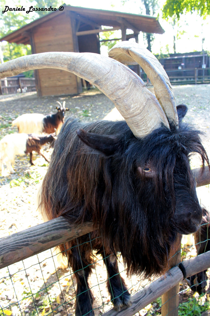 Il caprone Foto % Immagini| animali, animali domestici e da cortile ...