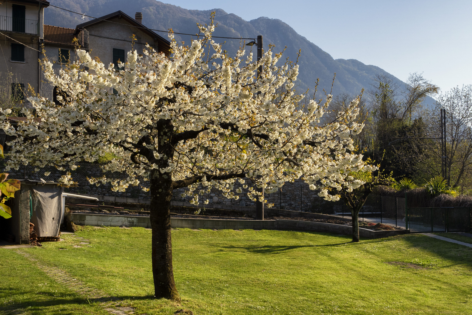 Il ciliegio del vicino Foto % Immagini| piante, fiori e funghi ...