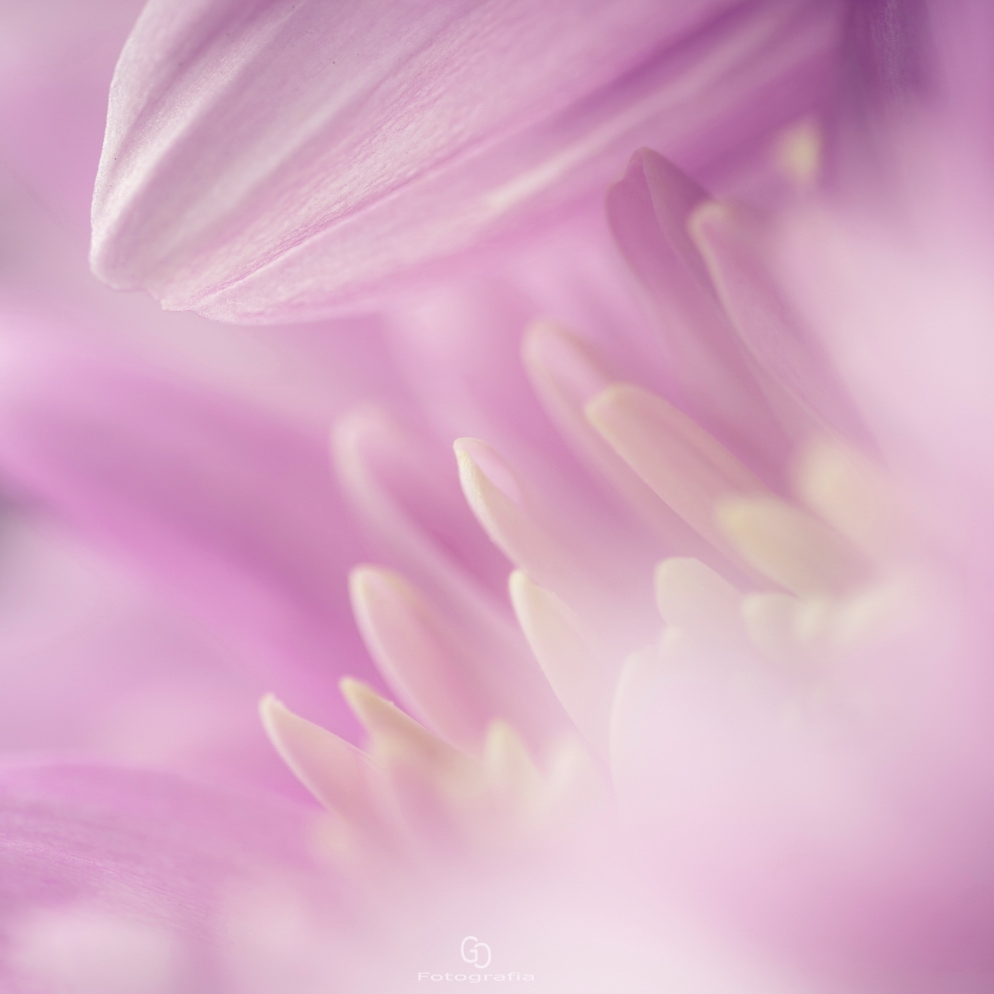 Il colore rosa Foto % Immagini| macro e close up, macro fiori e piante ...