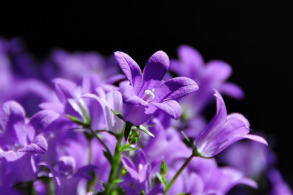 Il colore viola Foto % Immagini| piante, fiori e funghi, natura Foto su ...