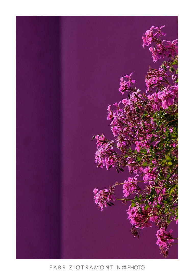 il colore viola Foto % Immagini| italy, world, venezia Foto su ...