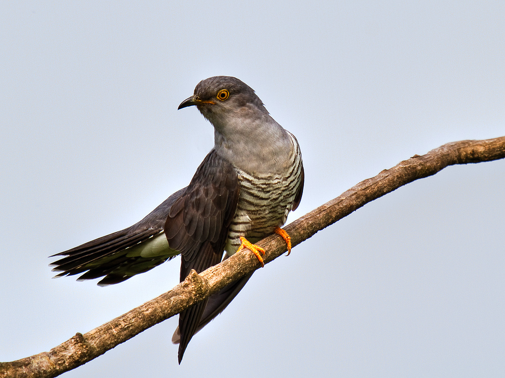 Il Cuculo Foto % Immagini| Natura, Animali allo stato libero, Animali ...
