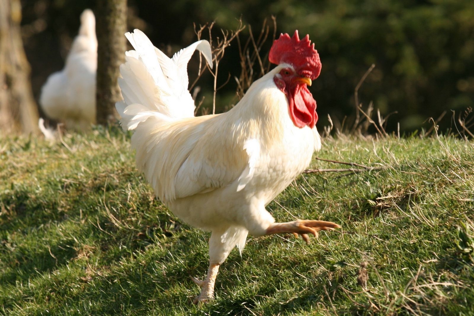 il gallo Foto % Immagini| animali, natura Foto su fotocommunity