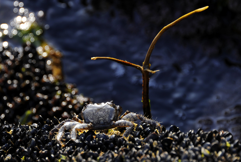 Il granchio Foto % Immagini| animali, natura Foto su fotocommunity