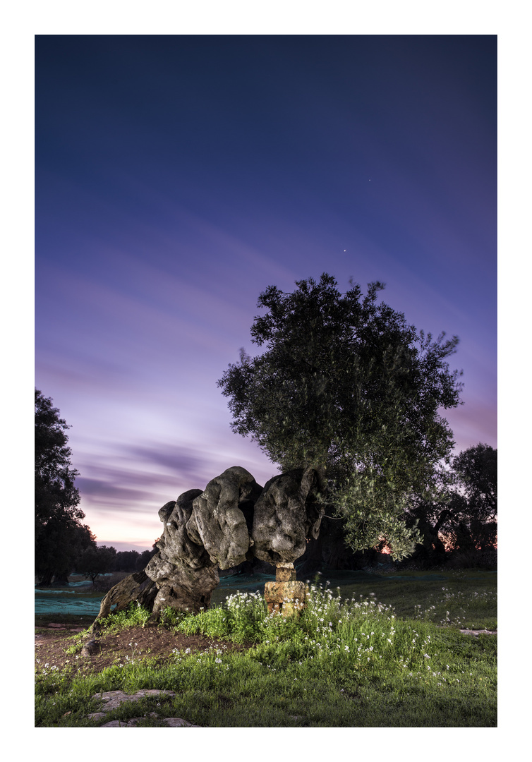 Il Grande Vecchio #1 Foto & Bild | spezial, mystisch, bäume Bilder auf ...