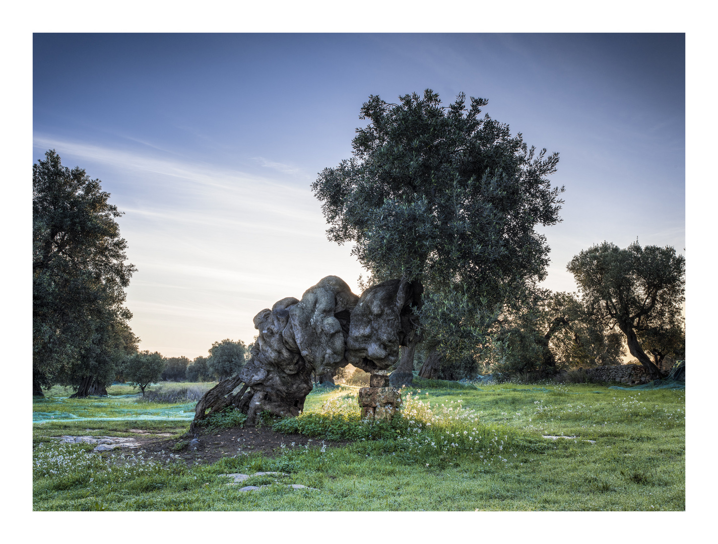 Il Grande Vecchio #2 Foto & Bild | spezial, mystisch, bäume Bilder auf ...