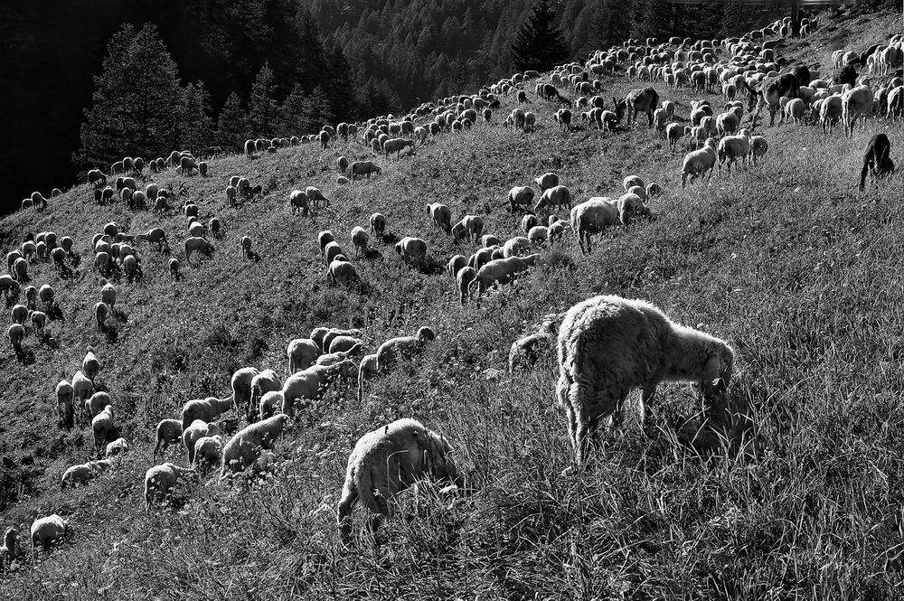 IL GREGGE ... Foto % Immagini| fotos, canon, italy Foto su fotocommunity