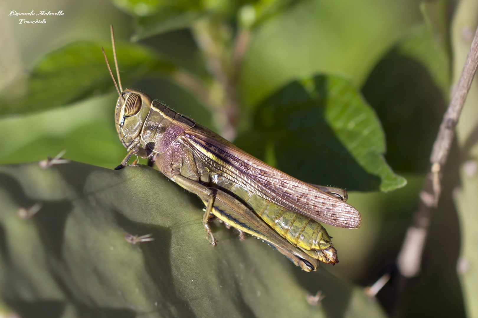 Il grillo Foto % Immagini| macro e close up, macro, canon 60d Foto su ...
