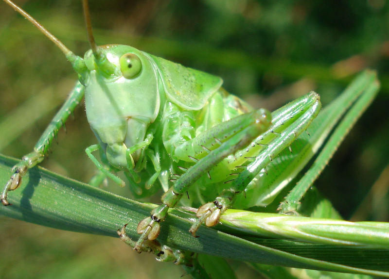il grillo parlante Foto % Immagini| macro e close up, macro di insetti ...