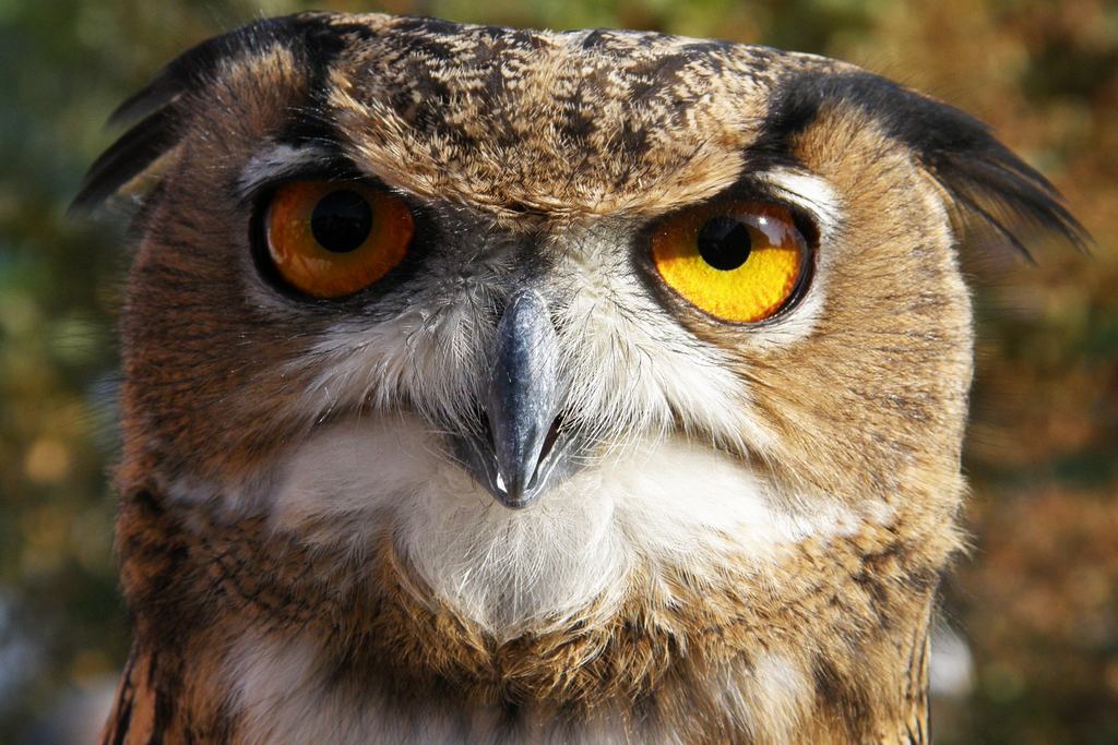 il gufo reale Foto % Immagini| animali, natura Foto su fotocommunity