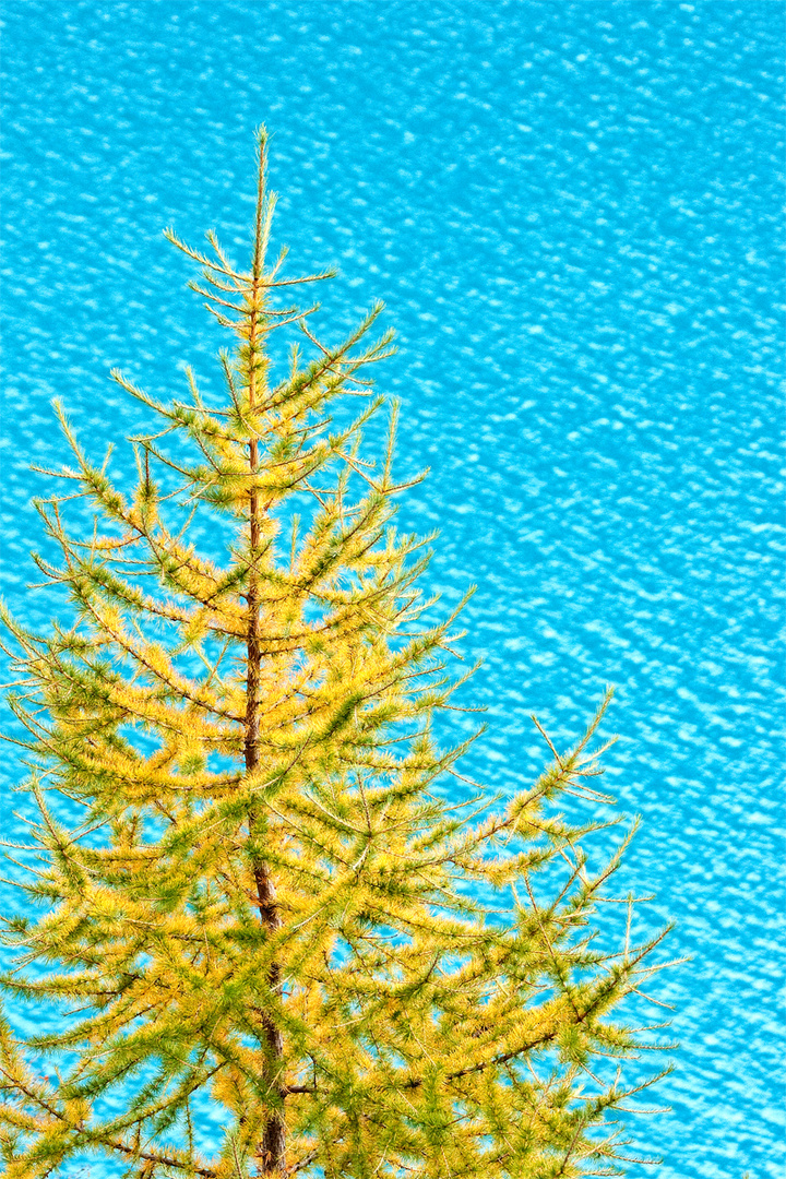 Il larice del lago. Foto % Immagini| paesaggi, montagna, natura Foto su ...