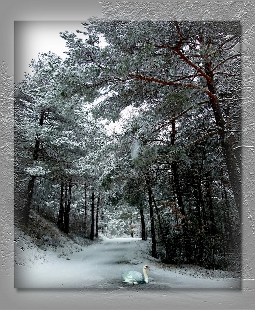 * il neige * photo et image | visions artistiques, divers, sujets ...